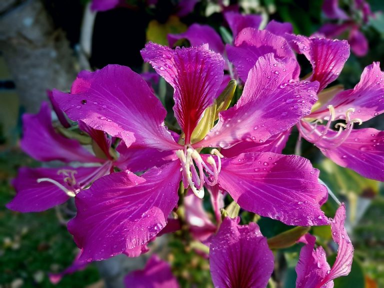Top 10 Unknown Benefits and Medicinal Uses of Kanchanara (Bauhinia ...