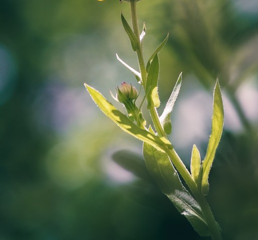 Shati (Hedychium spicatum): Top Medicinal Uses And Benefits Of Zedoary