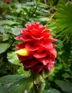 Top 10 Wonder Benefits And Uses Of Kuth (Saussurea costus)